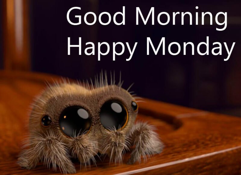 Happy Monday and Cute Good Morning Images - Good Morning Images